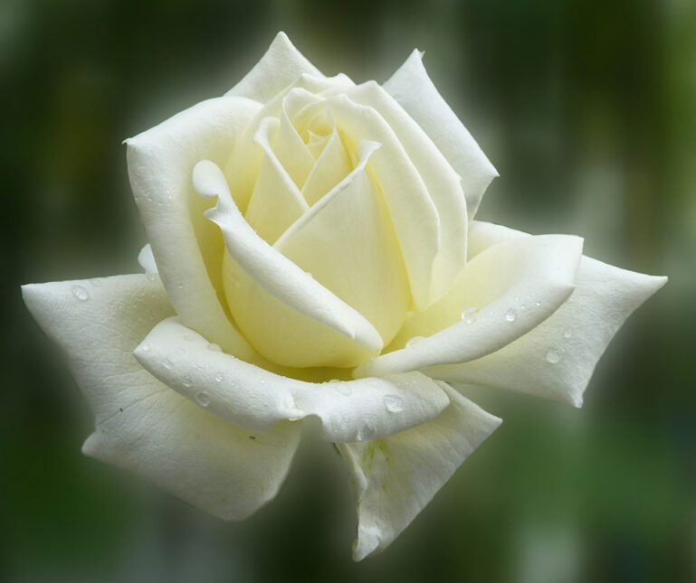 How to Draw a Rose with Simple Shading - Let's Draw Today