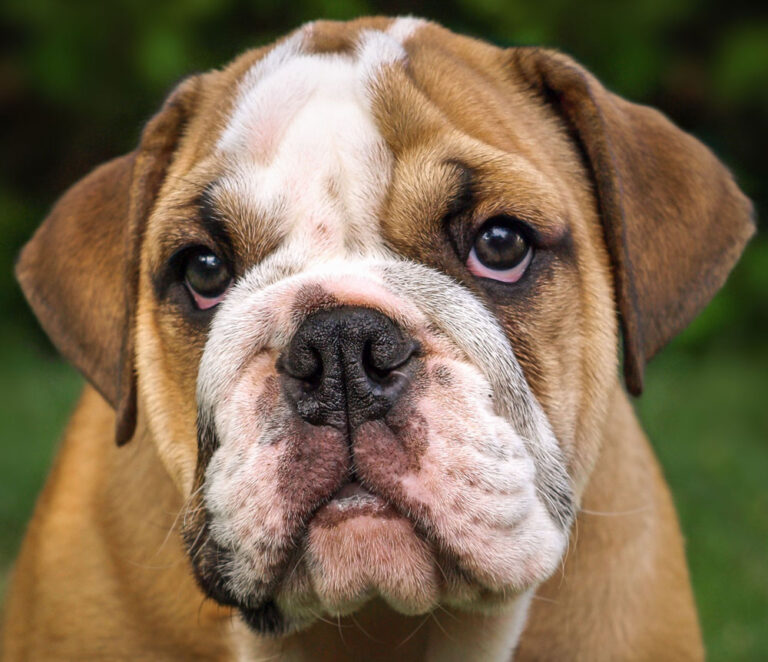 How to Draw a Dog Face with Pleasingly Realistic Features - Let's Draw ...