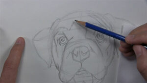 How to Draw a Dog Face with Pleasingly Realistic Features - Let's Draw ...