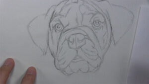 How to Draw a Dog Face with Pleasingly Realistic Features - Let's Draw ...