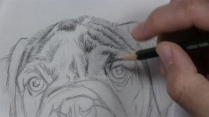How to Draw a Dog Face with Pleasingly Realistic Features - Let's Draw ...