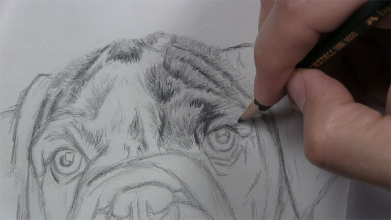 How to Draw a Dog Face with Pleasingly Realistic Features - Let's Draw ...