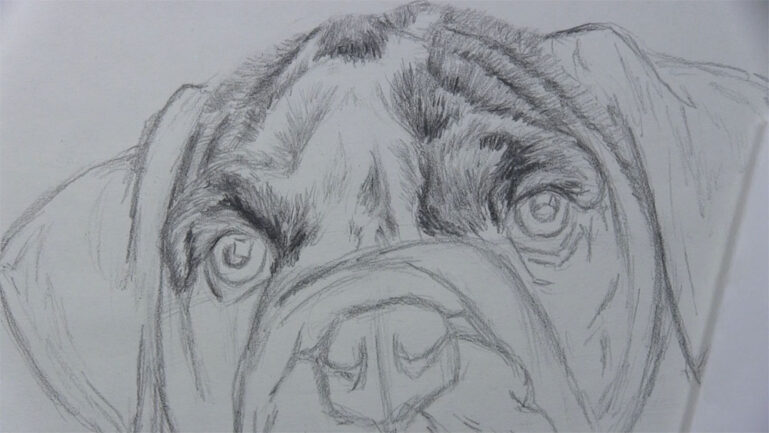 How to Draw a Dog Face with Pleasingly Realistic Features - Let's Draw ...
