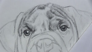 How to Draw a Dog Face with Pleasingly Realistic Features - Let's Draw ...