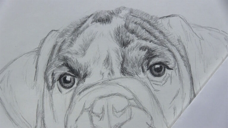 How to Draw a Dog Face with Pleasingly Realistic Features - Let's Draw ...