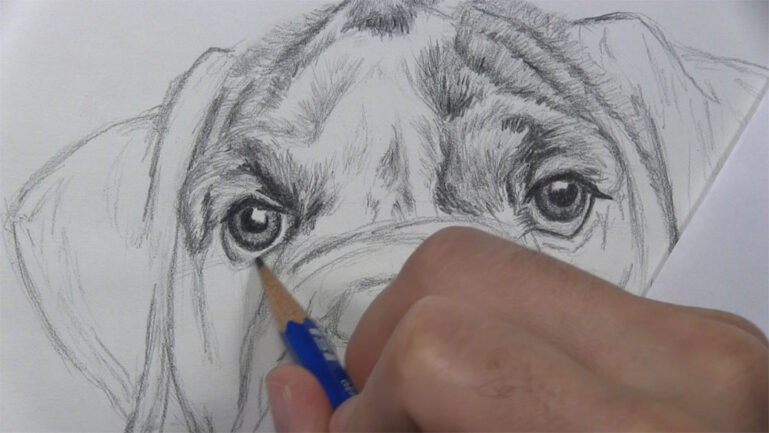 How to Draw a Dog Face with Pleasingly Realistic Features - Let's Draw ...