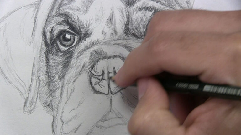 How to Draw a Dog Face with Realistic Features - Let's Draw Today