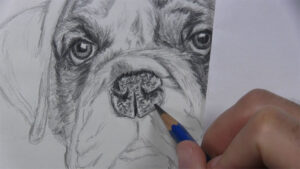 How to Draw a Dog Face with Realistic Features - Let's Draw Today