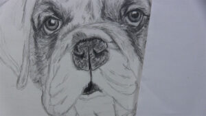 How to Draw a Dog Face with Realistic Features - Let's Draw Today