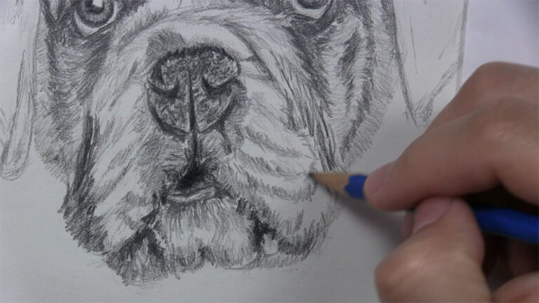 How to Draw a Dog Face with Realistic Features - Let's Draw Today