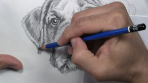 How to Draw a Dog Face with Realistic Features - Let's Draw Today