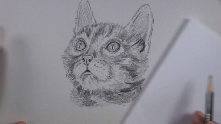 How to Draw a Kitten Face Step by Step - Let's Draw Today