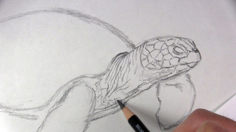 How to Draw a Sea Turtle Step by Step - Let's Draw Today