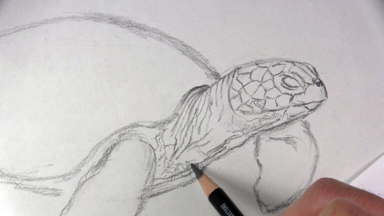 How to Draw a Sea Turtle Step by Step - Let's Draw Today