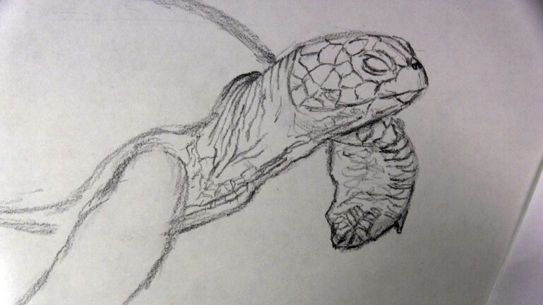 How to Draw a Sea Turtle Step by Step - Let's Draw Today