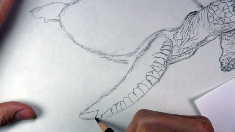 How to Draw a Sea Turtle Step by Step - Let's Draw Today