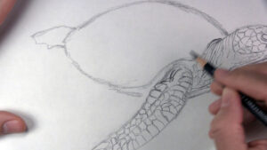 How to Draw a Sea Turtle Step by Step - Let's Draw Today