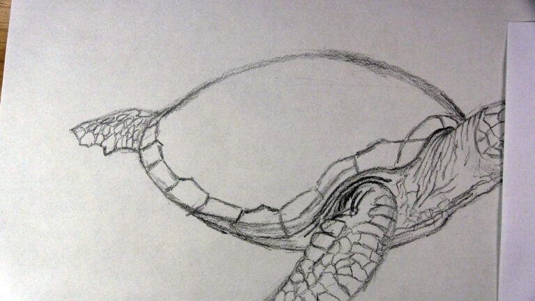 How to Draw a Sea Turtle Step by Step - Let's Draw Today