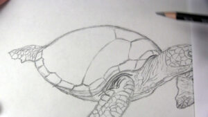 How to Draw a Sea Turtle Step by Step - Let's Draw Today