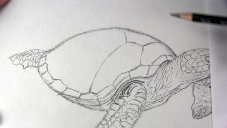 How to Draw a Sea Turtle Step by Step - Let's Draw Today