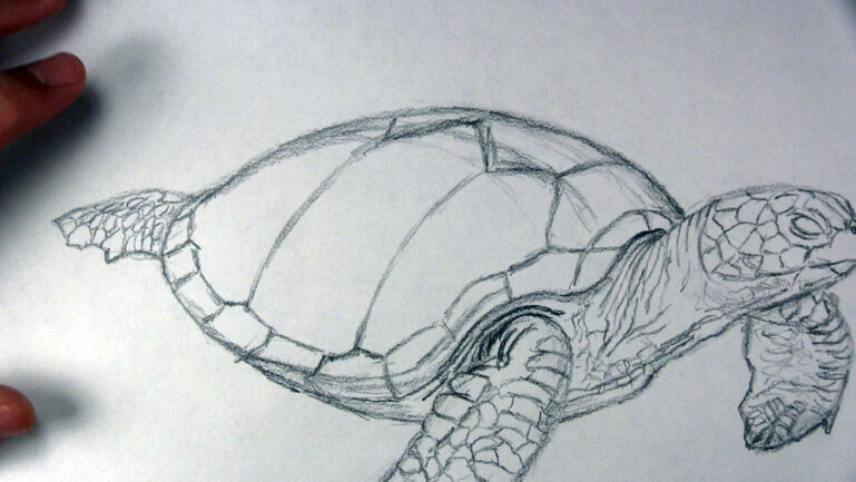 How to Draw a Sea Turtle Step by Step - Let's Draw Today