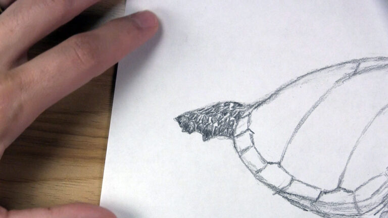 How to Draw a Sea Turtle Step by Step - Let's Draw Today