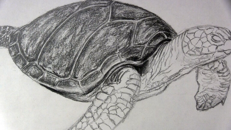 How to Draw a Sea Turtle Step by Step - Let's Draw Today