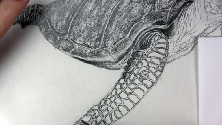 How to Draw a Sea Turtle Step by Step - Let's Draw Today