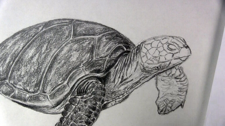 How to Draw a Sea Turtle Step by Step - Let's Draw Today