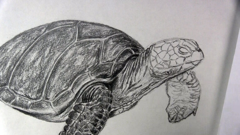 How to Draw a Sea Turtle Step by Step - Let's Draw Today