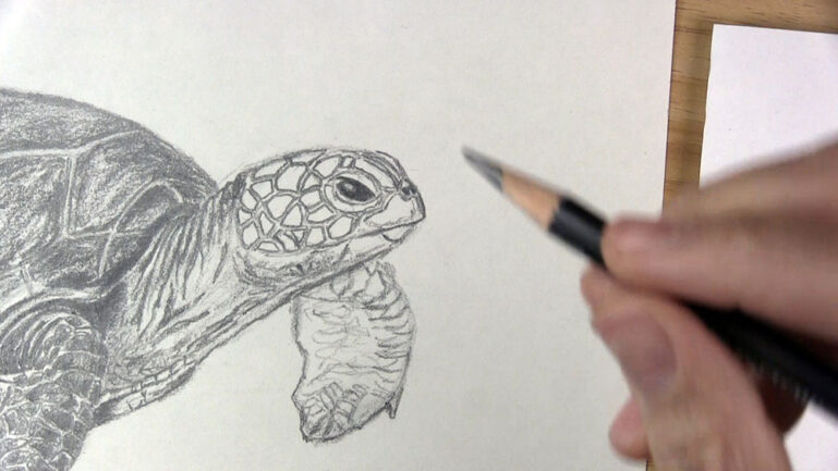 How to Draw a Sea Turtle Step by Step - Let's Draw Today