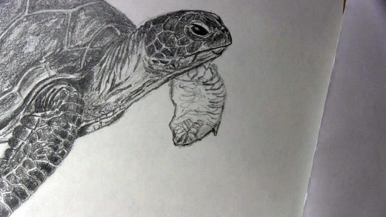 How to Draw a Sea Turtle Step by Step - Let's Draw Today