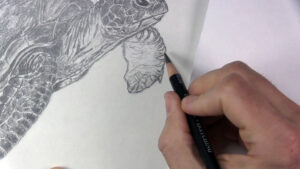 How to Draw a Sea Turtle Step by Step - Let's Draw Today