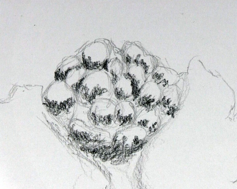 How to Draw a Tree with Leaves in a Surprisingly Familiar Way - Let's ...