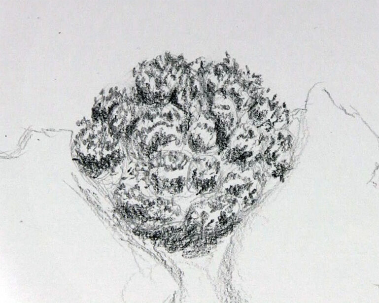 How to Draw a Tree with Leaves in a Surprisingly Familiar Way - Let's ...