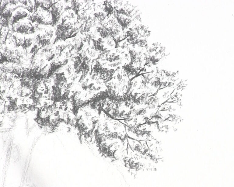 How to Draw a Tree with Leaves - Let's Draw Today