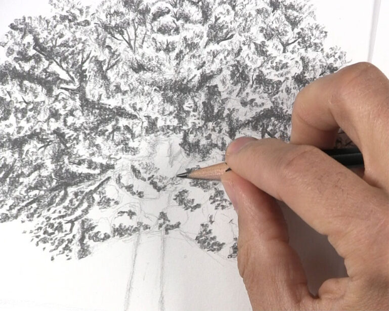 How to Draw a Tree with Leaves - Let's Draw Today