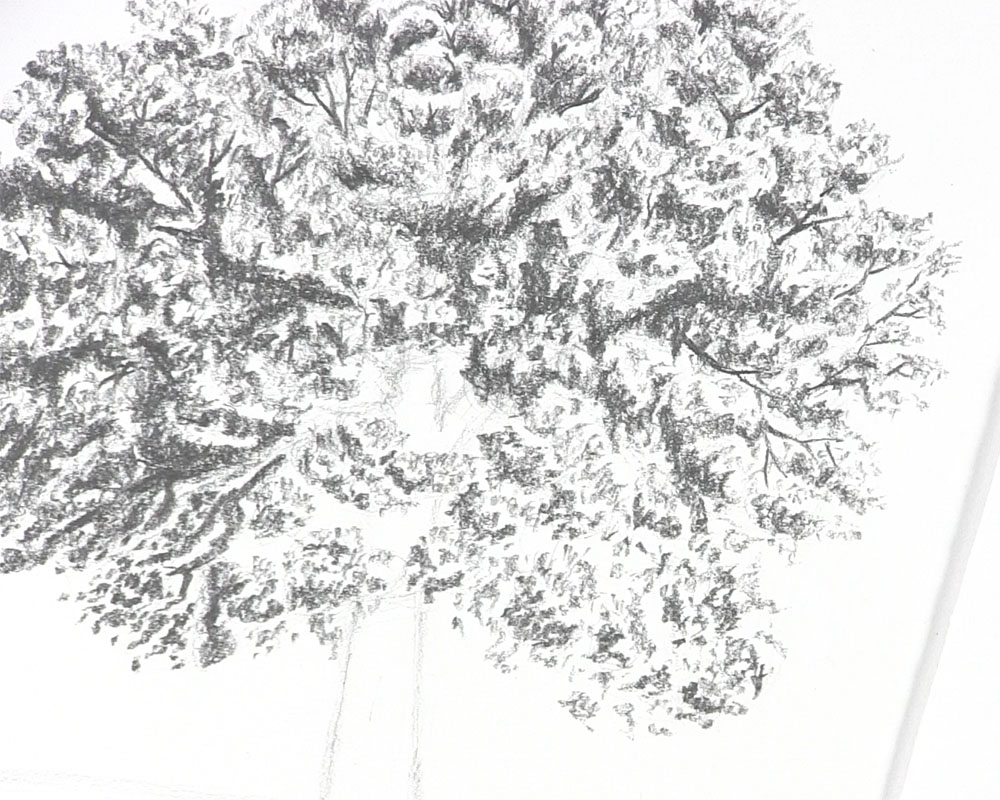 How to Draw a Tree with Leaves - Let's Draw Today