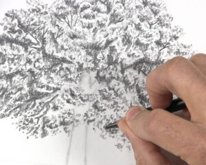 How to Draw a Tree with Leaves - Let's Draw Today