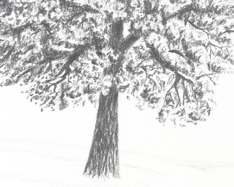 How to Draw a Tree with Leaves - Let's Draw Today